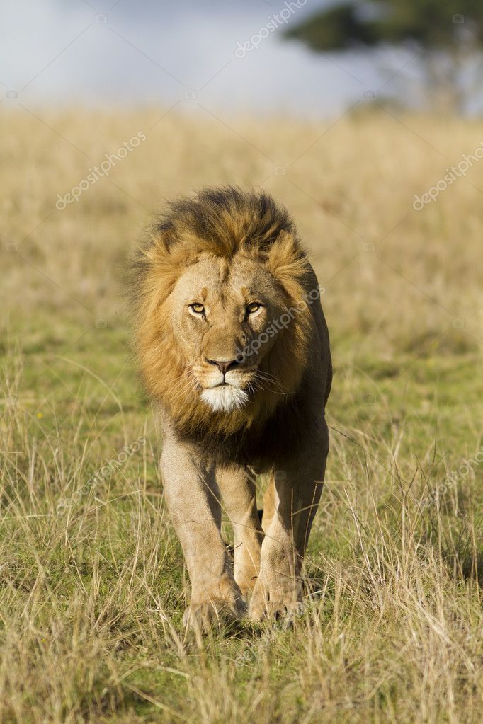 Lion walking — Stock Photo © jayprince #3960398 Lion walking — Stock Photo © jayprince #3960398