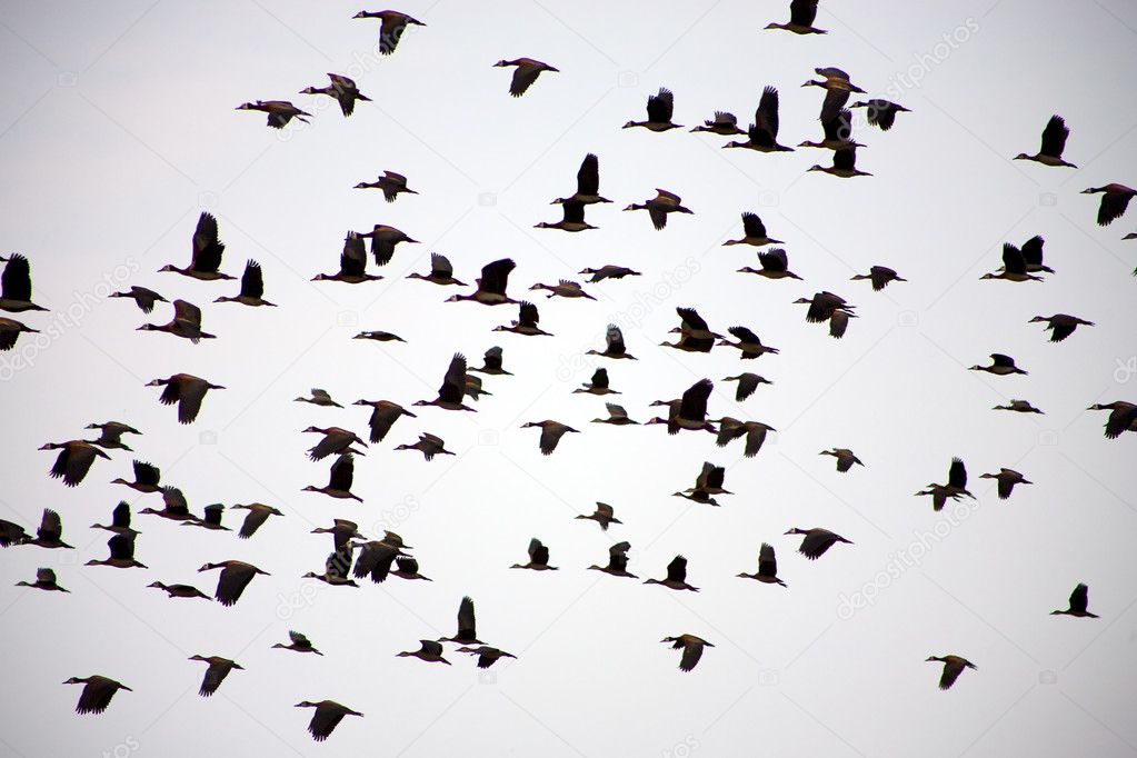 What Group Of Birds Flying Together at Kimberly Betts blog