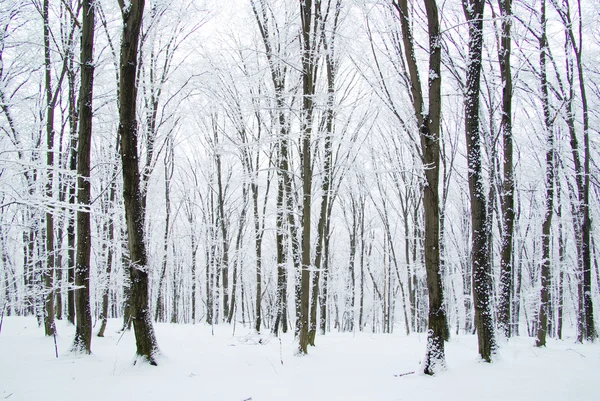 Pictures: magical winter forest | Magical winter forest — Stock Photo ...