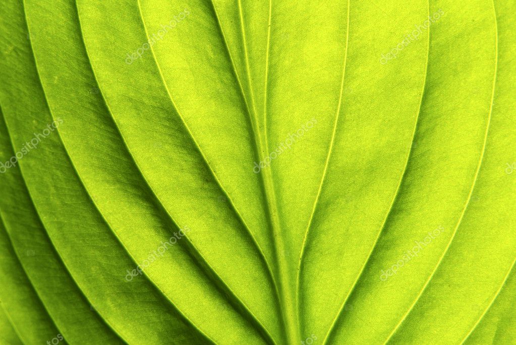 Structure Leaf Natural Background Stock Photo by ©Pakhnyushchyy 4892410