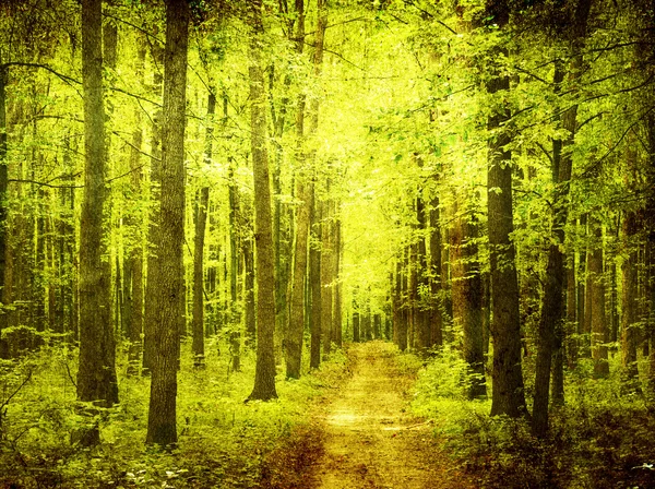 Grunge forest Stock Photos, Royalty Free Grunge forest Images ...