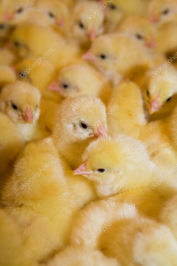 Yellow chickens Stock Photo by ©igterex 4492702