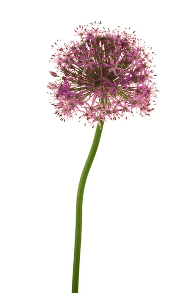 Images: allium purple sensation | Allium Purple Sensation Flower ...