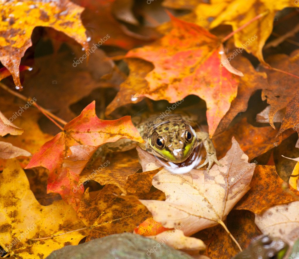 Frog deep in fall leaves — Stock Photo © steveheap #3945753