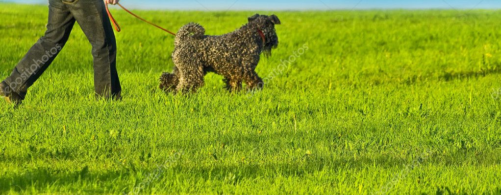 Kerry blue terrier Pictures, Kerry blue terrier Stock Photos & Images ...