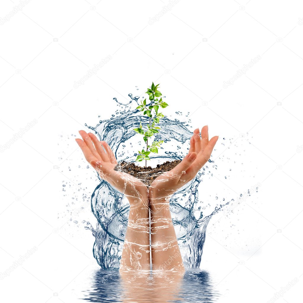 Young sprout in the human hand Stock Photo by ©SergeyNivens 5276293