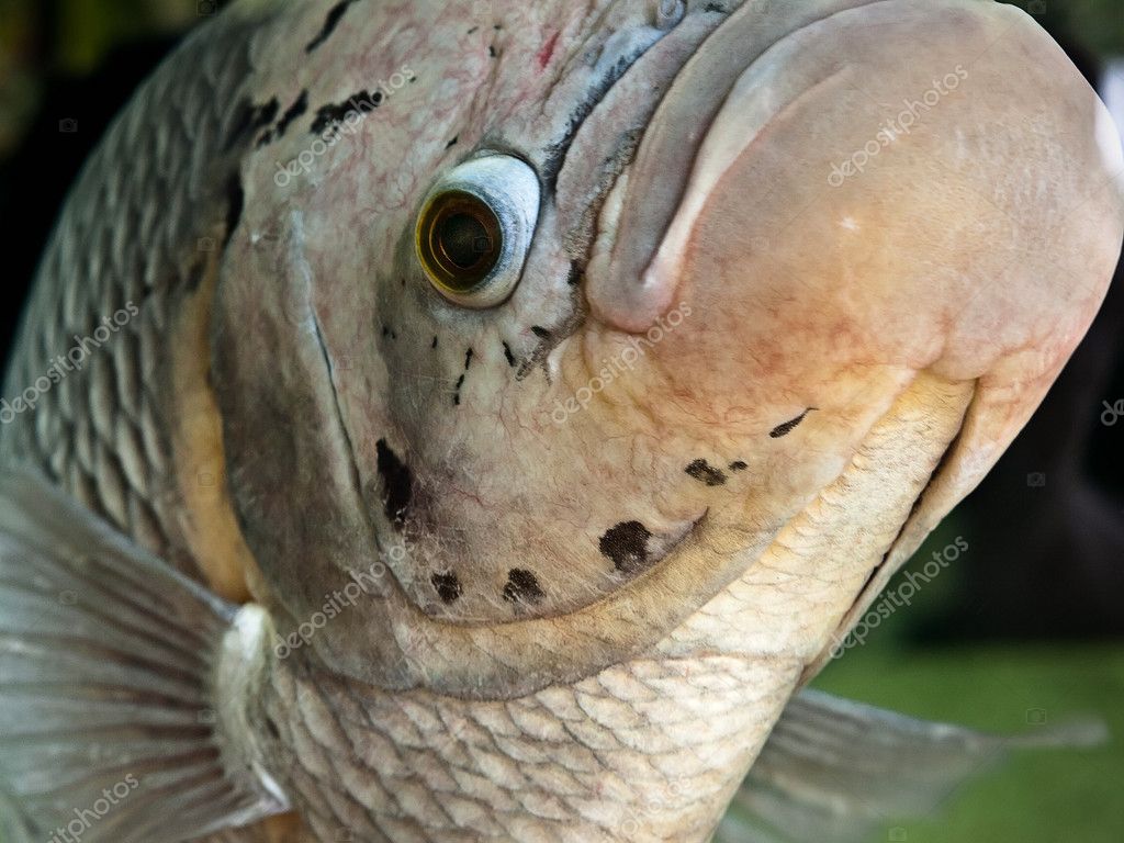 Live fish — Stock Photo © Winston #5273658