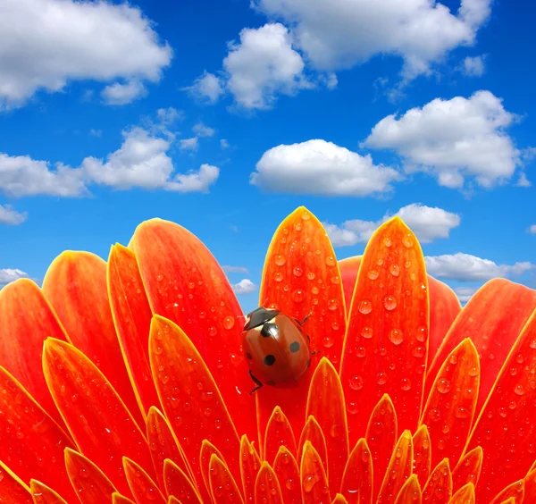 Ladybug on sunset — Stock Photo © Ale-ks #3240931