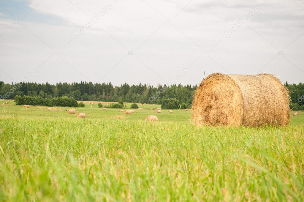 Hay on the field — Stock Photo © anytka #5163436