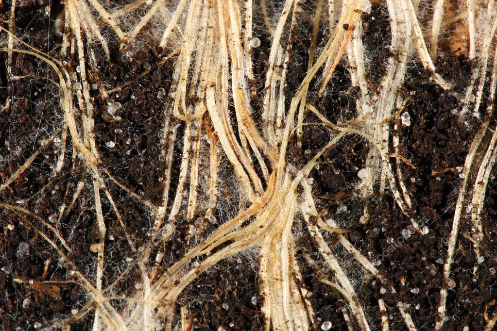 Wheat roots in the ground, macro — Stock Photo © Aptyp_koK #4874867