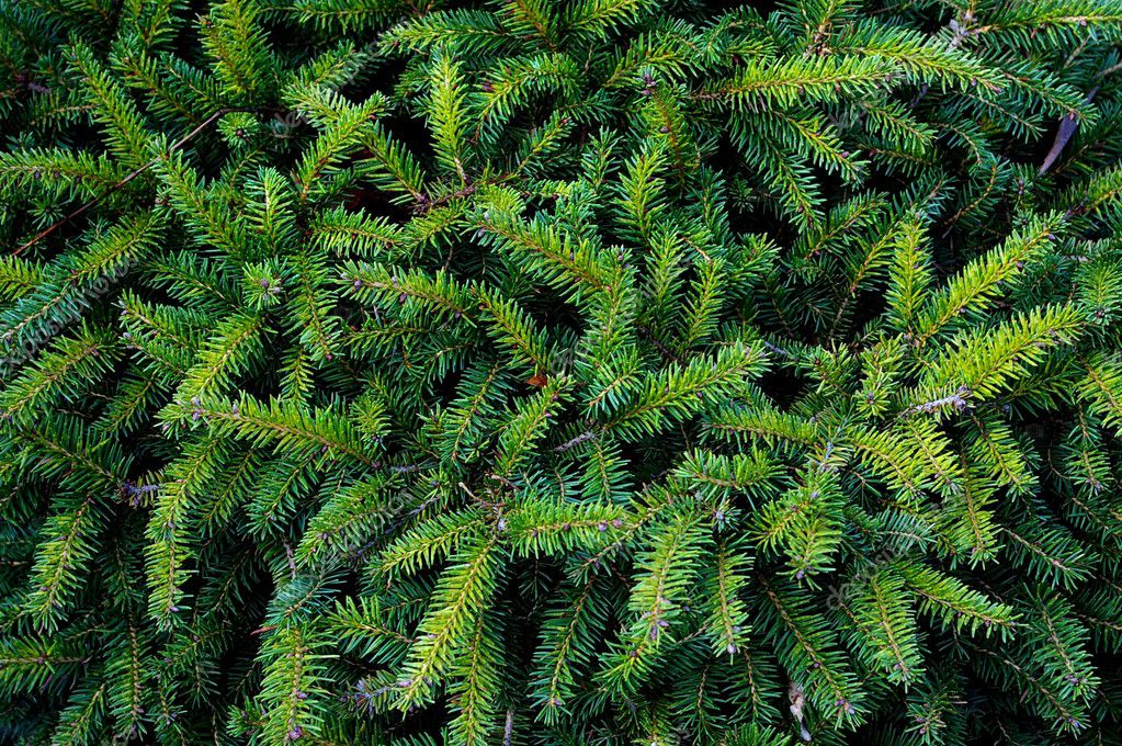 Grüne tanne textur — Stockfoto #4067886