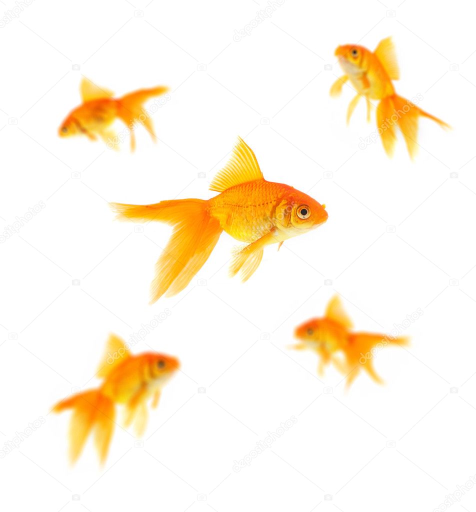 Three goldfishes — Stock Photo © bloodua #4557838