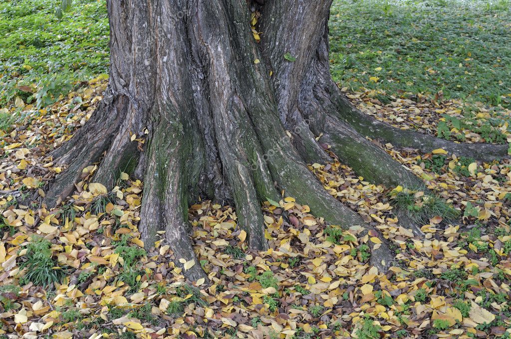 Thick tree trunk in autumn park — Stock Photo © viknik #4097903