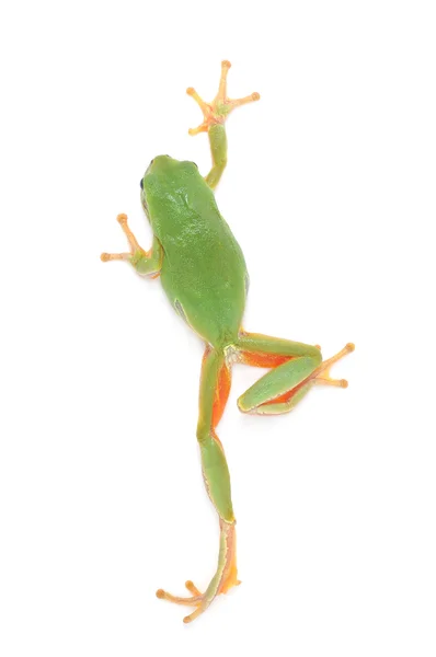 Tree frog leg Stock Photos, Royalty Free Tree frog leg Images ...