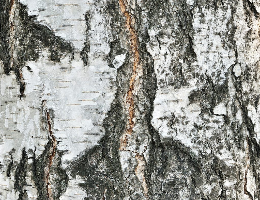 Birch bark — Stock Photo © alexkar08 #4192489
