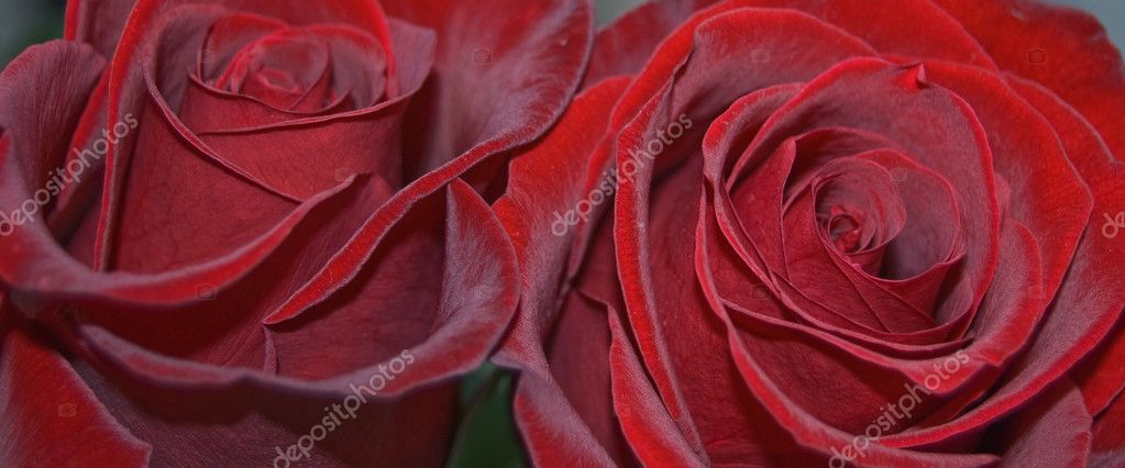 Burgundy roses Stock Photo by ©Needle 4151214