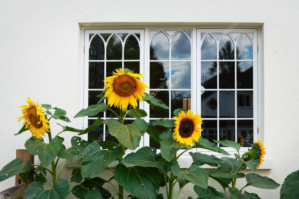 Sunflowers In Front Of House at Alexandra Duigan blog