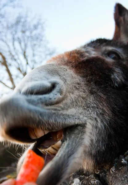 Donkey carrot Stock Photos, Royalty Free Donkey carrot Images ...