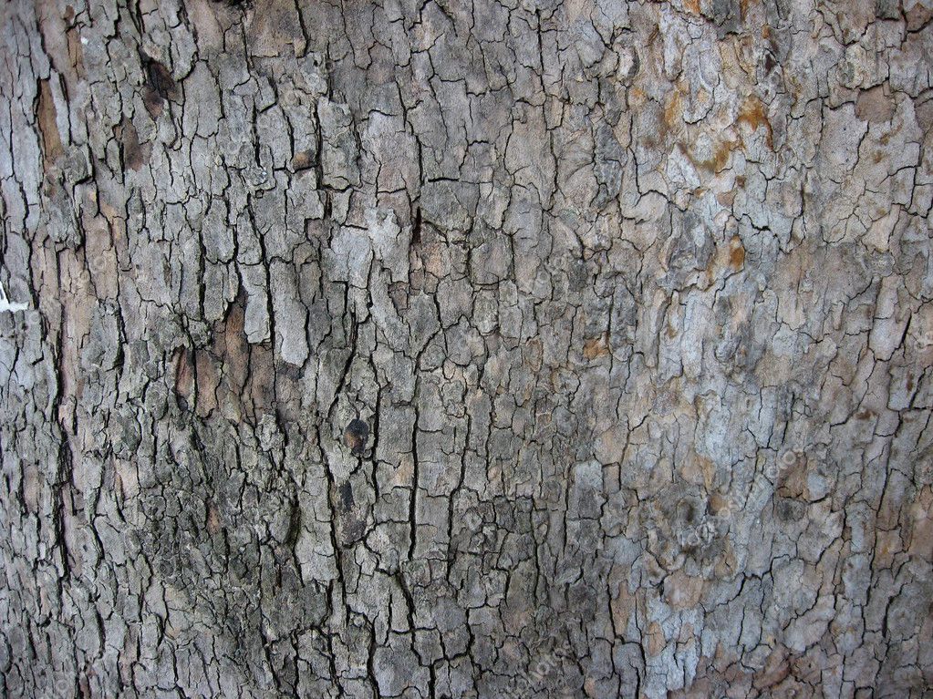 Natural bark background — Stock Photo © vkraskouski #4079512