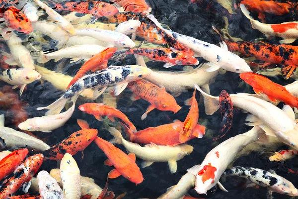 Koi - Japanese carp fishes — Stock Photo © Zoooom #273683944
