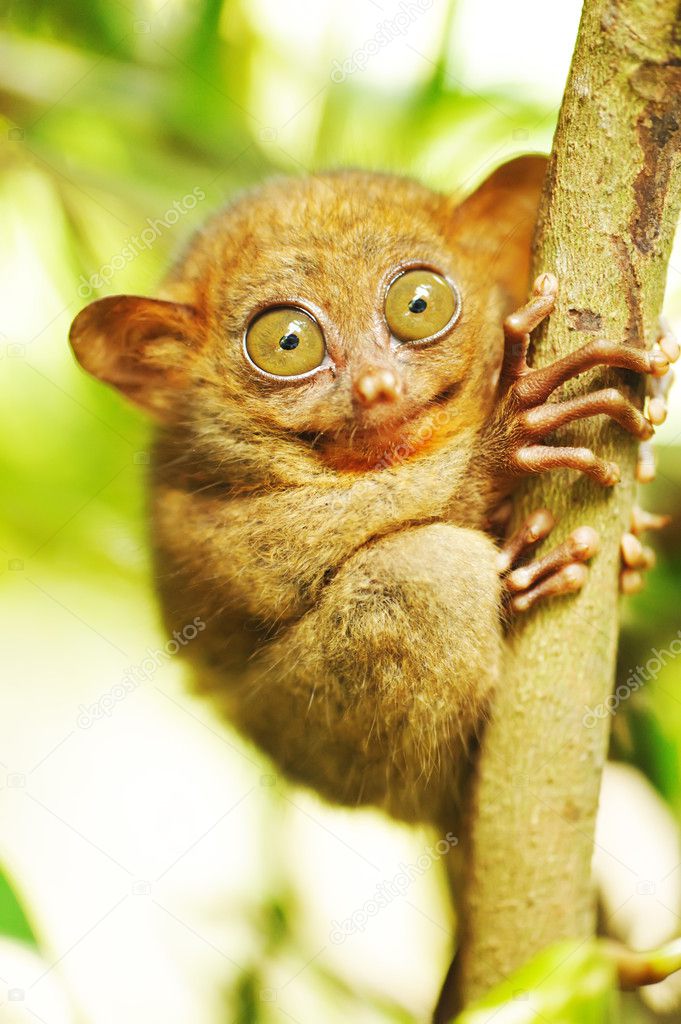 Tarsier Monkey Tail