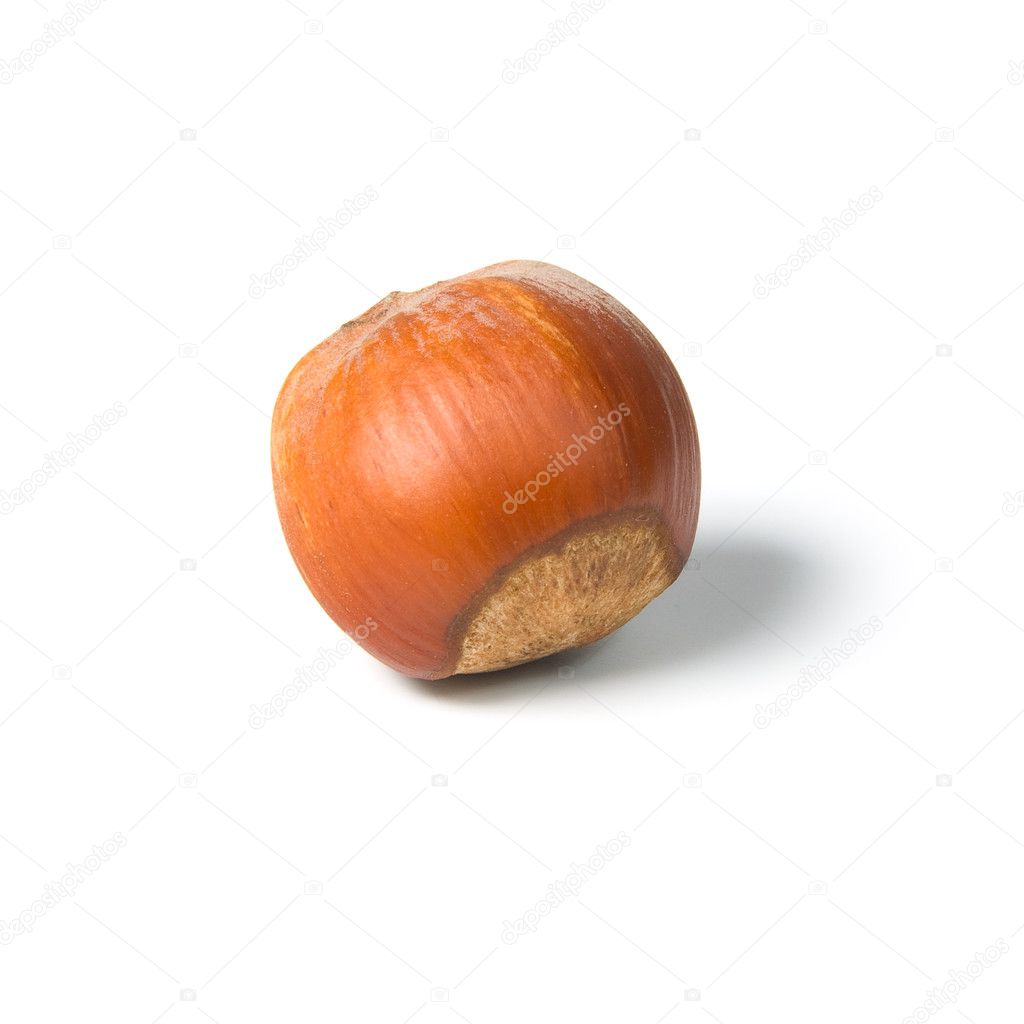 Single Hazelnut Isolated White Background Stock Photo by ©grekoff 4799140