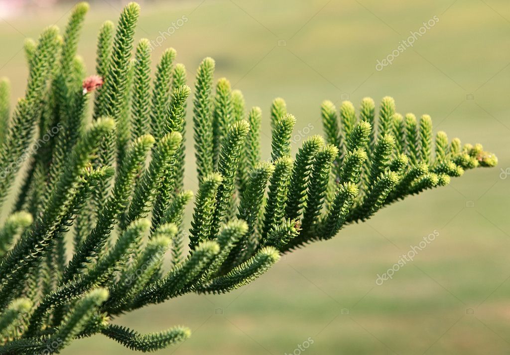 Araucaria excelsa. — Stock Photo © yykkaa #5260162