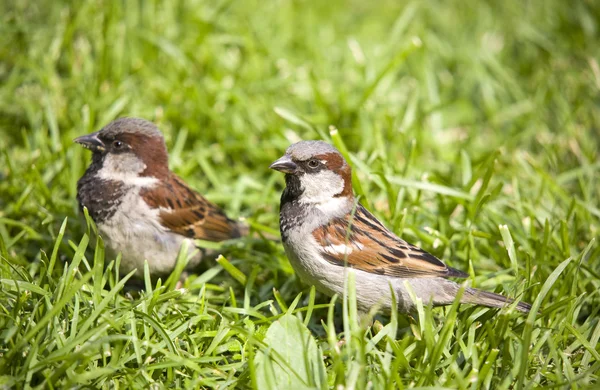 Sparrow flying Stock Photos, Royalty Free Sparrow flying Images ...