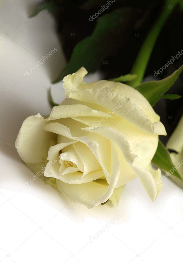 White rose — Stock Photo © Photogalia #4594201