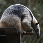 Collared Anteater, Tamandua tetradactyla, standing in front of w ...