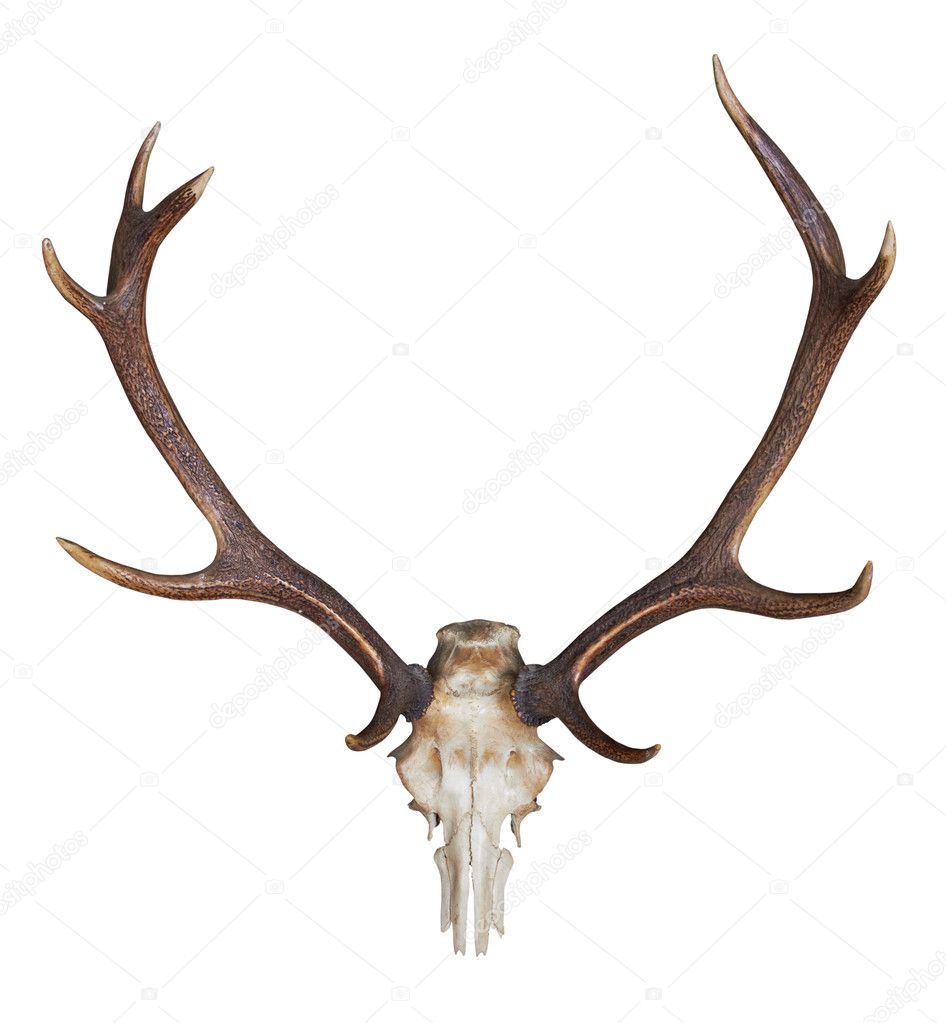 Geweih eines riesigen Hirschs — Stockfoto #4349966