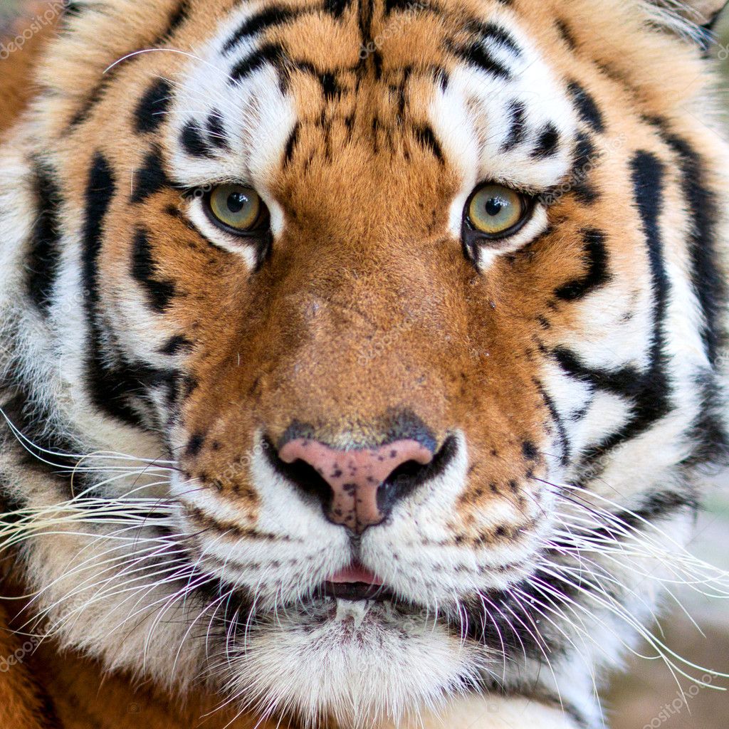 Pin by Huishanlin on Animal Faces | Tiger face, Animals images, Animals