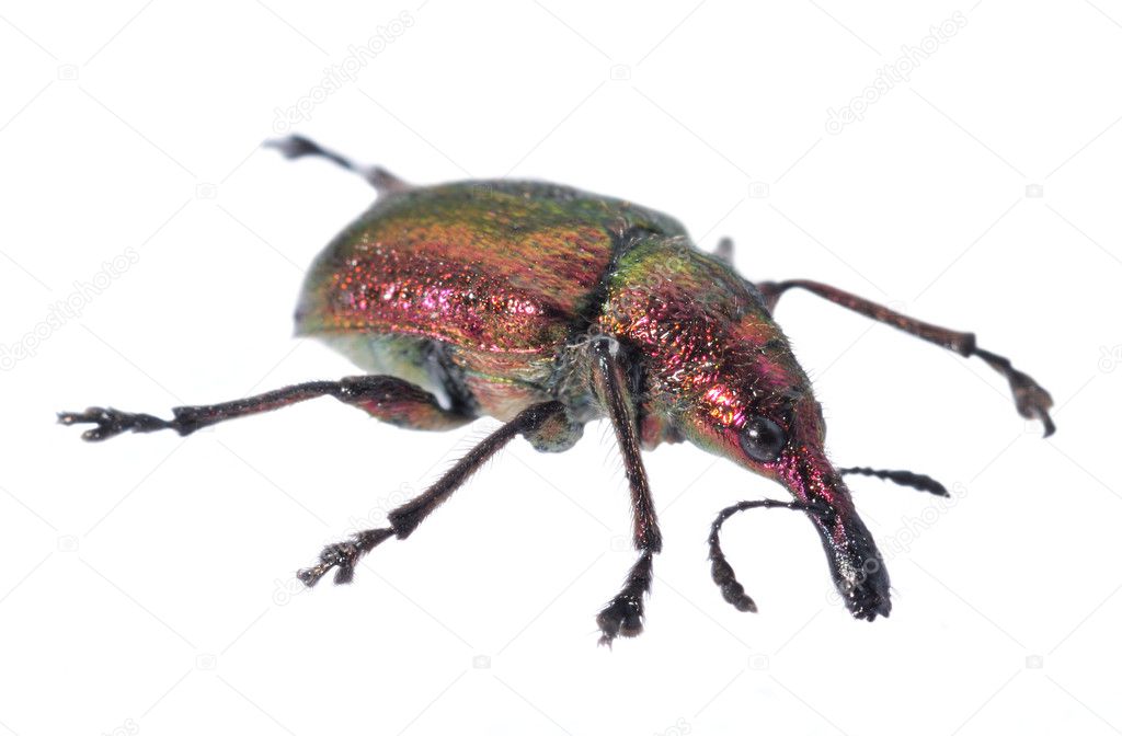 Weevil isolated on white background. Stock Photo by ©Jugass 4011227
