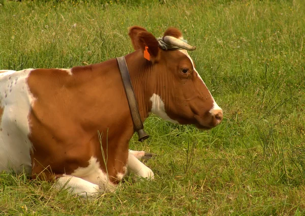 Vaca relajada Stock Photos, Royalty Free Vaca relajada Images ...