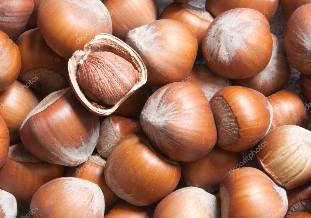 Hazelnut — Stock Photo © sapfirhik #5234567 Hazelnut — Stock Photo © sapfirhik #5234567