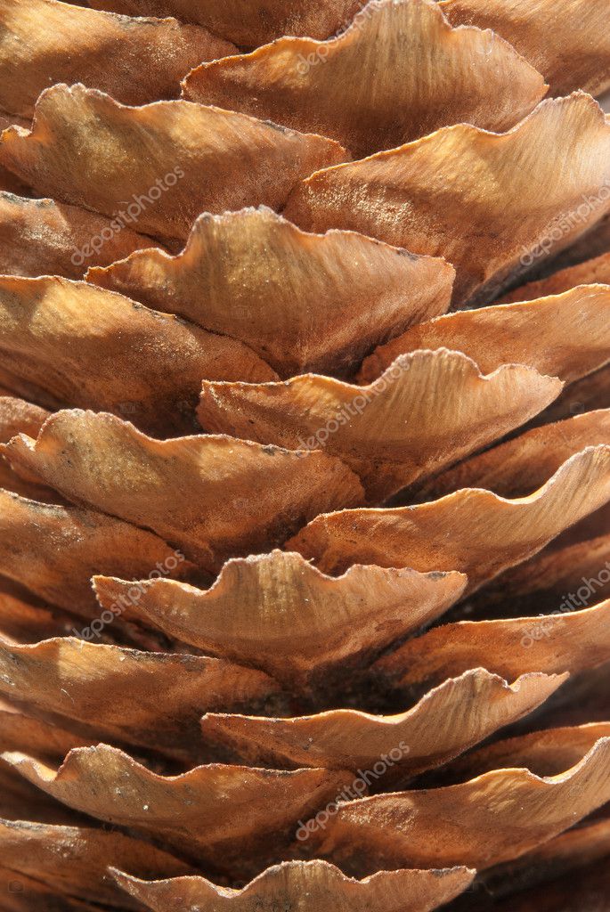Pine cone, the texture — Stock Photo © sapfirhik #5234796
