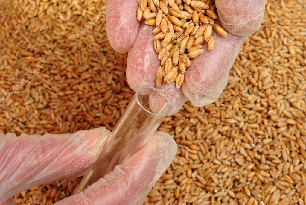 Triticale is a hybrid of wheat and rye — Stock Photo © Szakaly #5142547