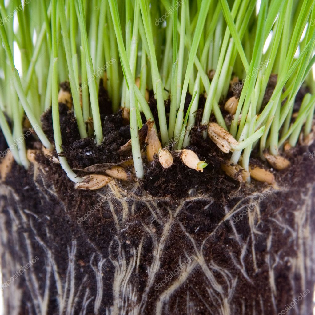 Green grass with roots close up — Stock Photo © Enika100 #5326345