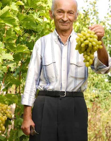 Senior vintner - Stock Image - Everypixel