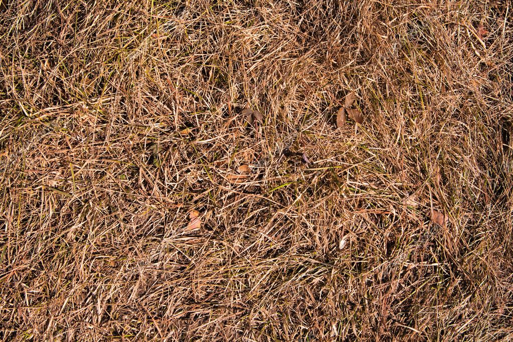 Autumn grass texture — Stock Photo © Megaloman1ac #4004079