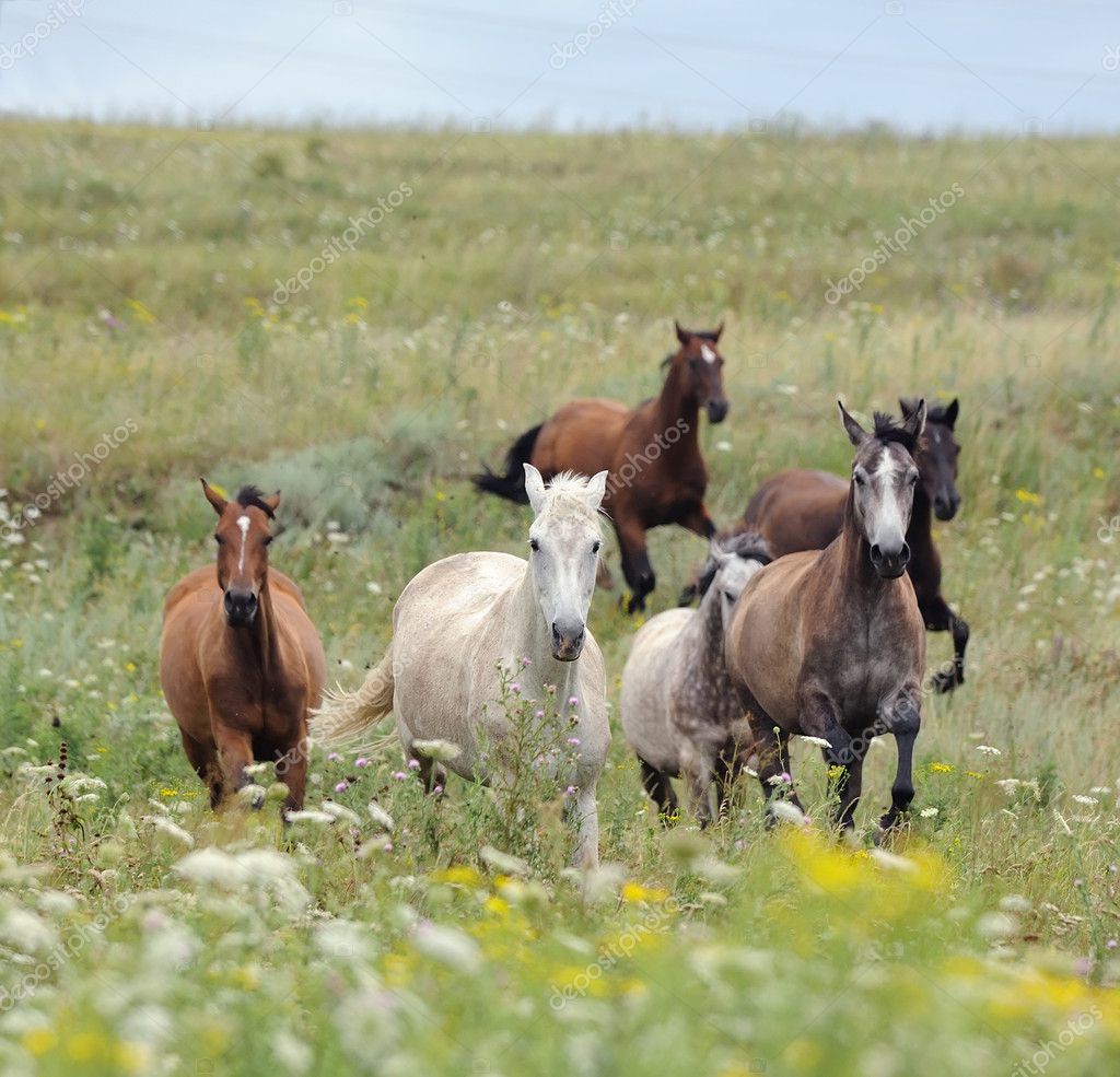 Herd of wild horses running on the field — Stock Photo © dozornaya #4009507