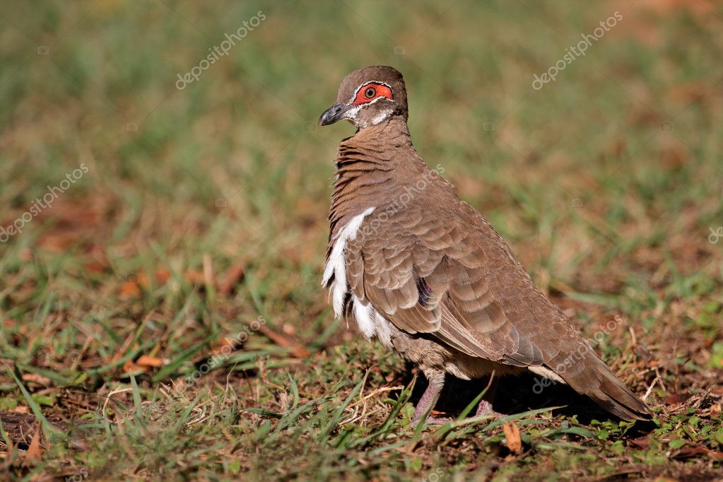 Partridge pigeon Stock Photo by ©EcoPic 4101945