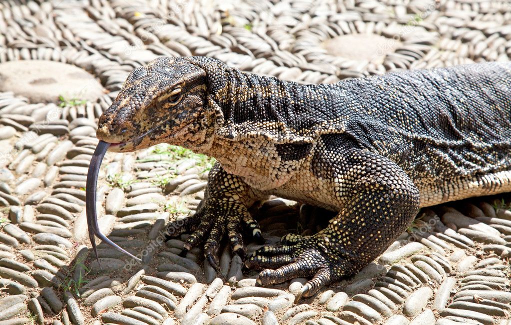 River Monitor Lizard
