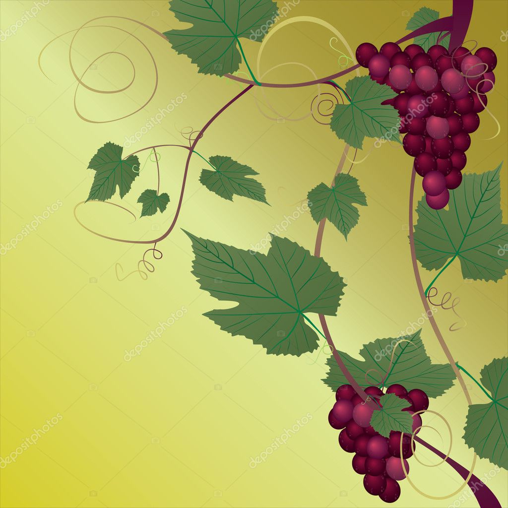 Red grape Stock Vector by ©Darkves 4222828