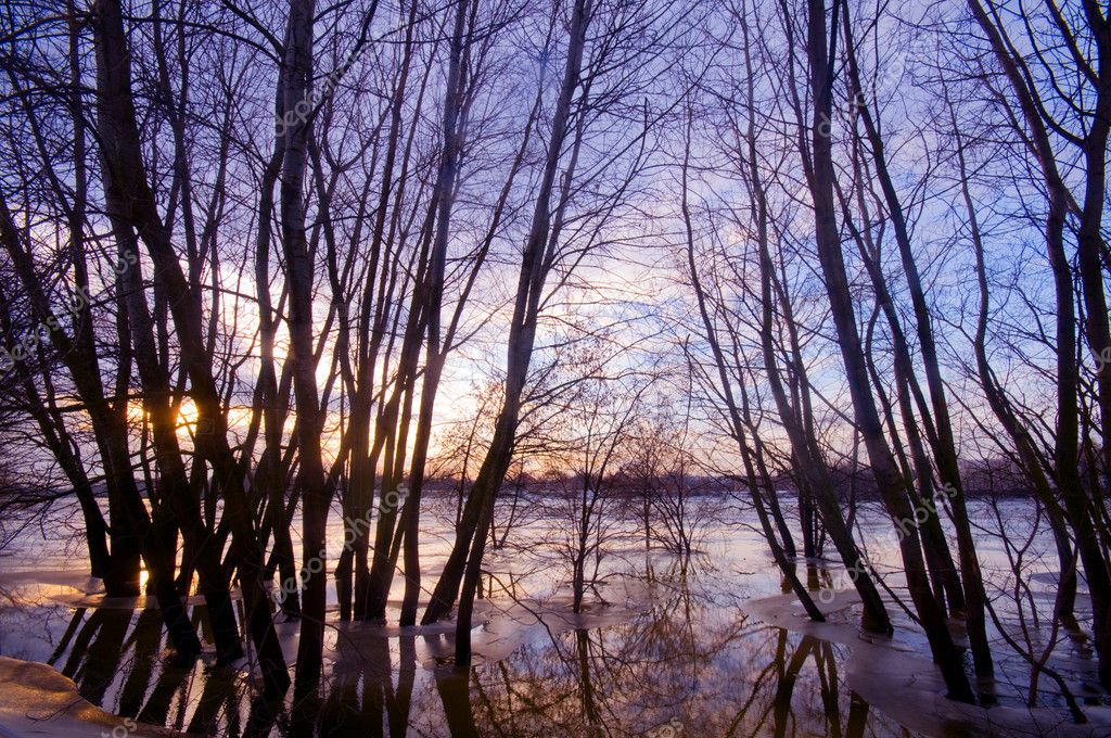 Trees in water, sunset sunset — Stock Photo © Photocreo #5201794