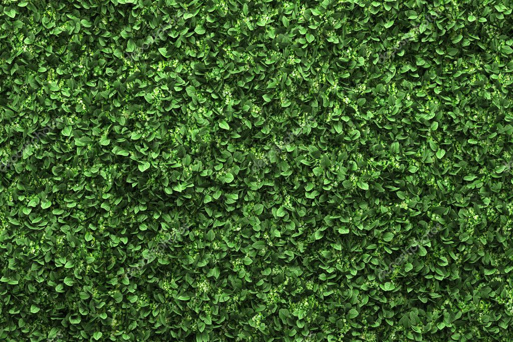 Green box hedge background with green leaves Stock Photo by ©tiler84 ...