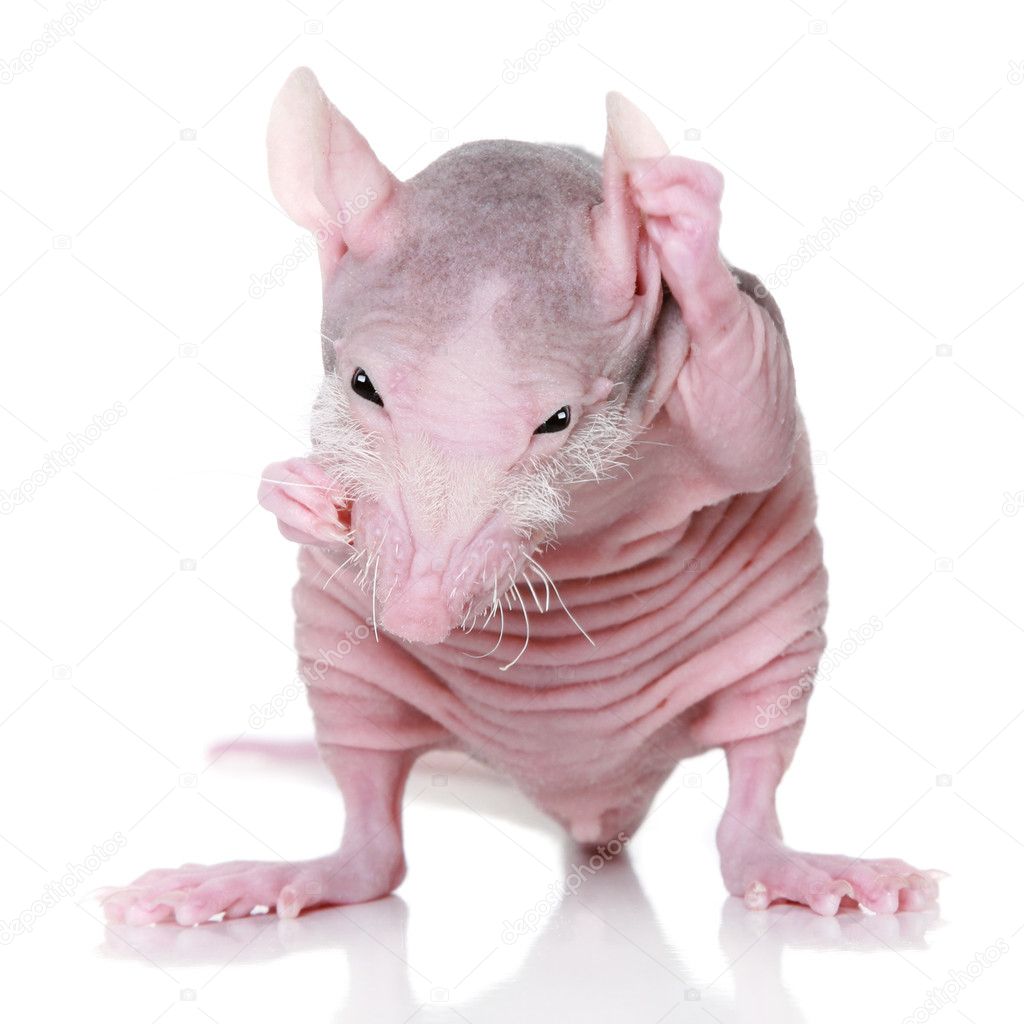 Hairless rat on a white background — Stock Photo © FotoJagodka #4952595