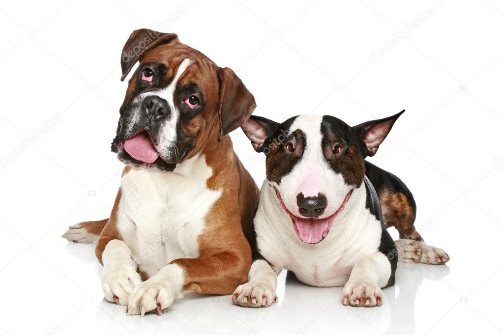 Boxer and Bull Terrier resting on a white background — Stock Photo ...