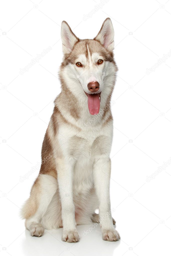 Siberian husky sitting on a white background — Stock Photo ...
