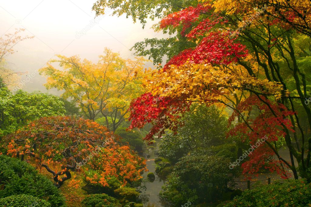 Japanese Maple Trees in the Fall — Stock Photo © davidgn #4161517